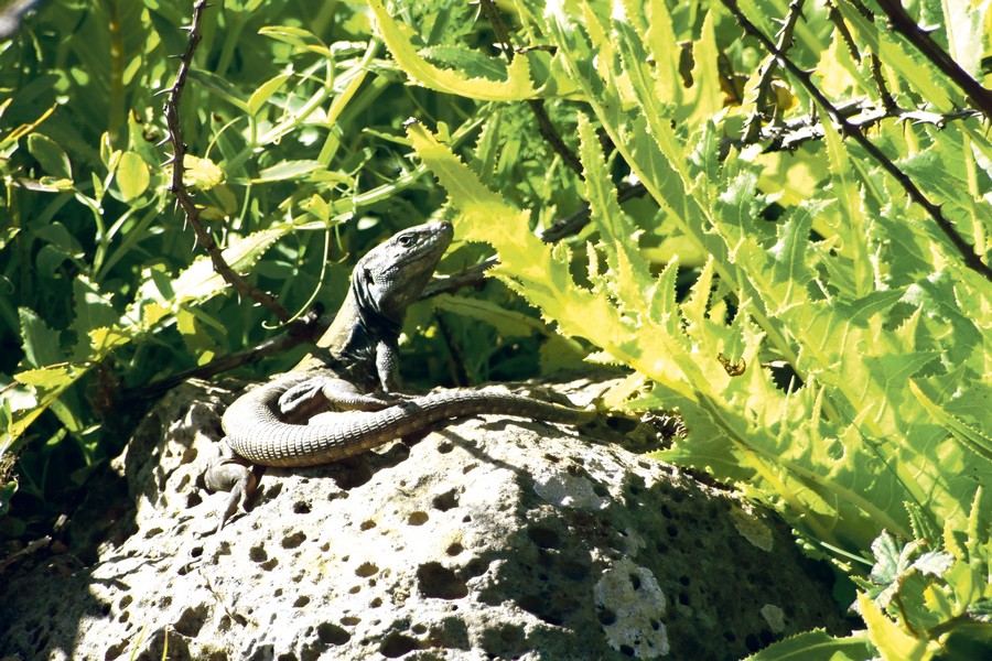 fauna autoctona canaria Archives - Leggo Gran Canaria